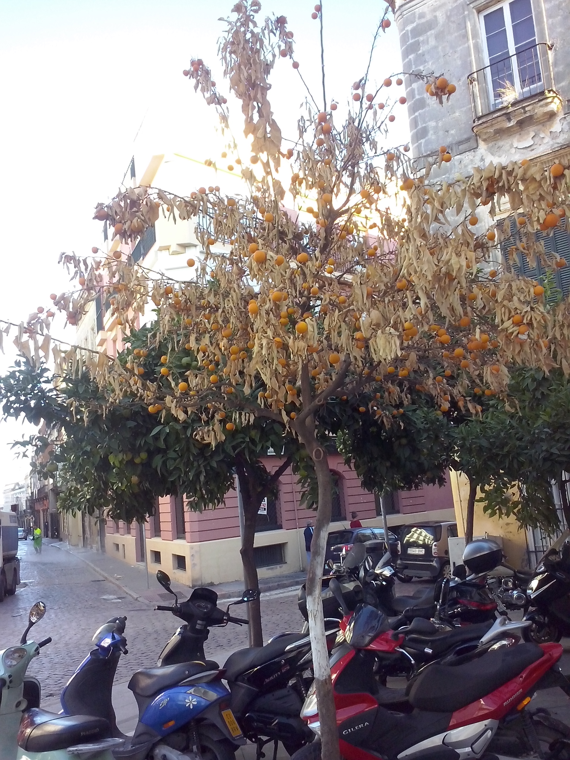 A un naranjo seco | República de Cuartillo