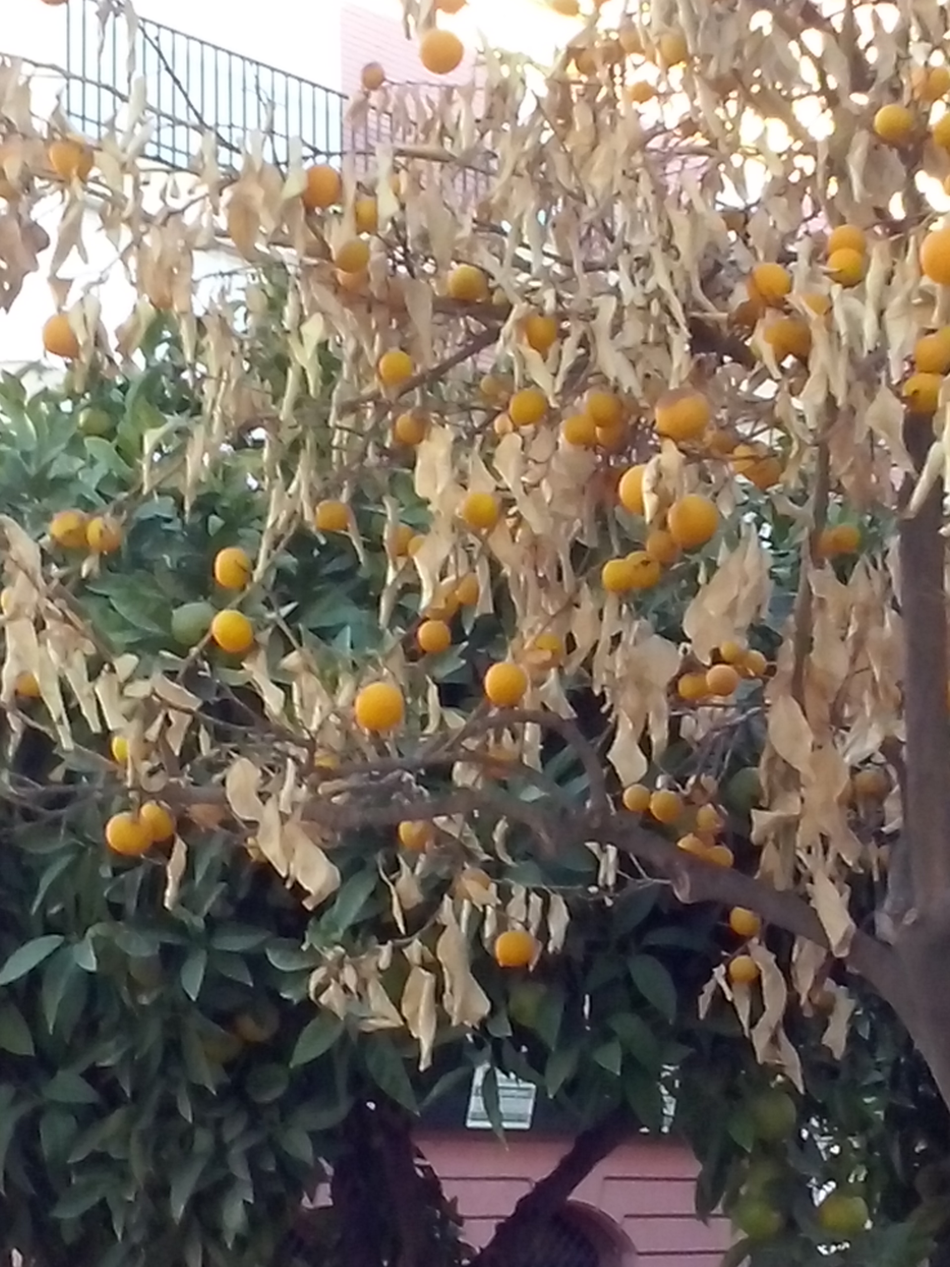 A un naranjo seco | República de Cuartillo